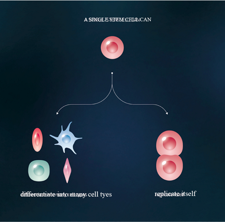 Reprogrammed Stem Cells Identical To Embryonic Stem Cells